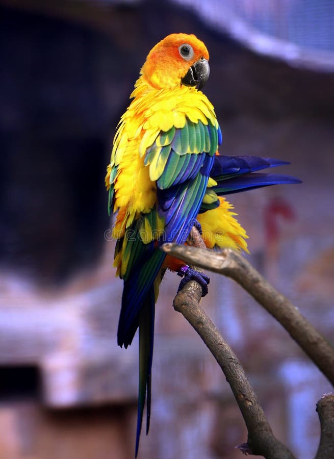 Sun Parakeet Bird on Tree Branch Stock Photo - Image of bird, feather ...