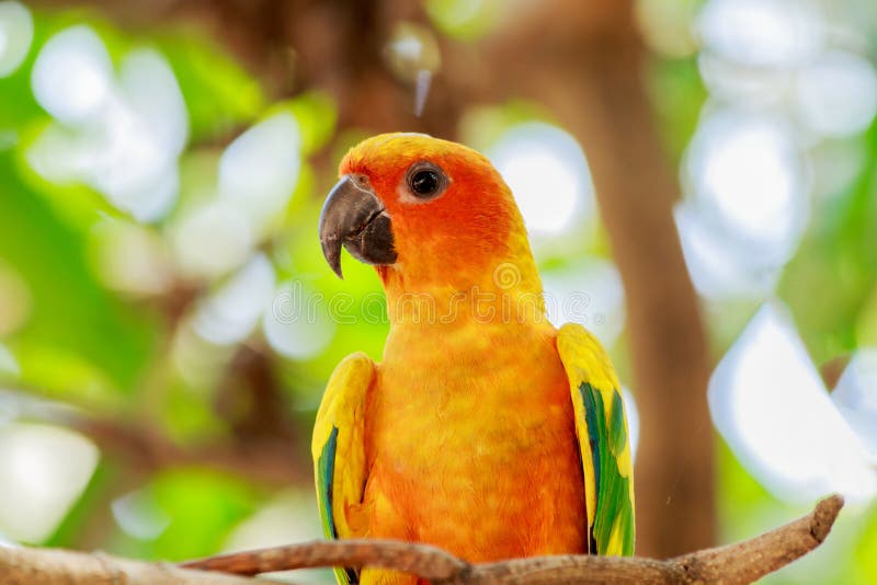 Sun Parakeet or Sun Conure Parrot on Tree. Stock Image - Image of bird ...