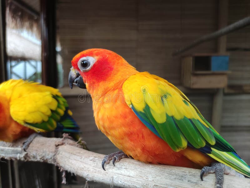 The Sun Parakeet or Sun Conure with Rainbow Color Inside Bamboo Cage ...