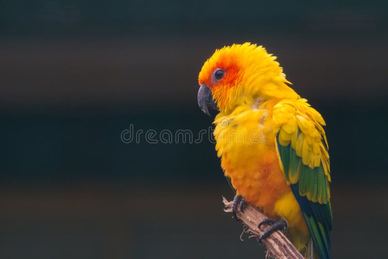 Sun parakeet stock image. Image of color, bird, green - 74752777