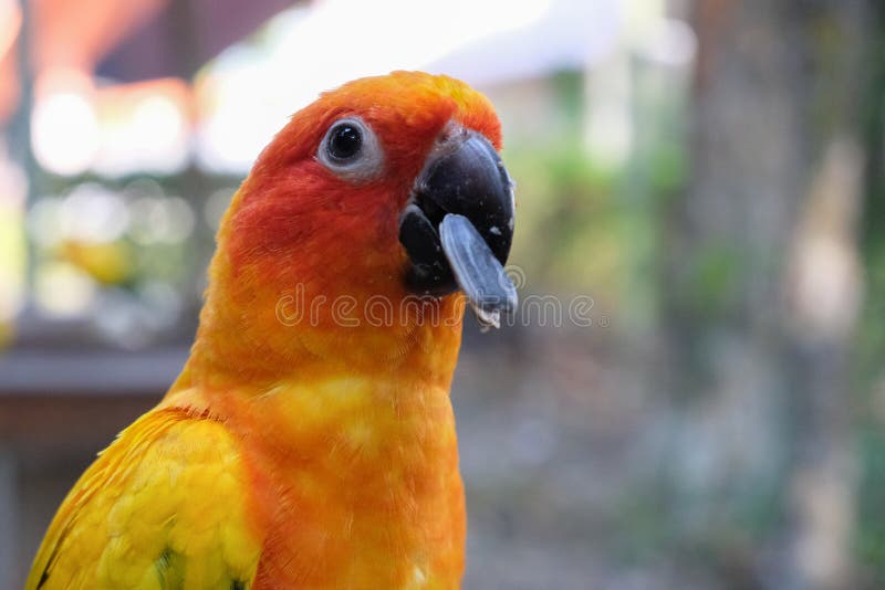 Sun parakeet stock photo. Image of cute, plumage, parrot - 152454970