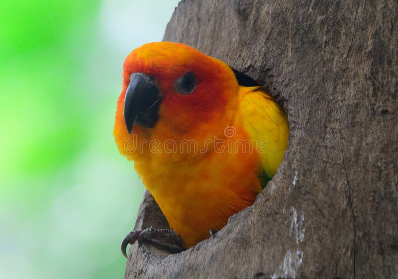 Sun parakeet, Singapore stock photo. Image of endangered - 87455224