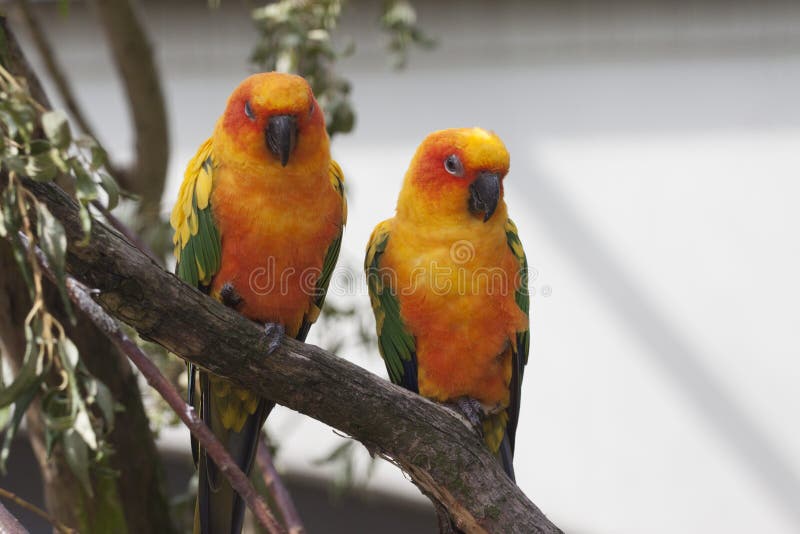 Sun Parakeet stock image. Image of beautiful, beak, colorful - 99201387