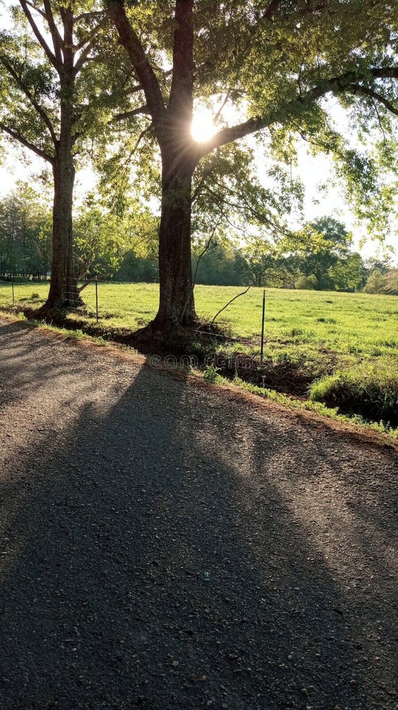 Sun peak a boo stock image. Image of lawn, meadow, woodland - 272321507