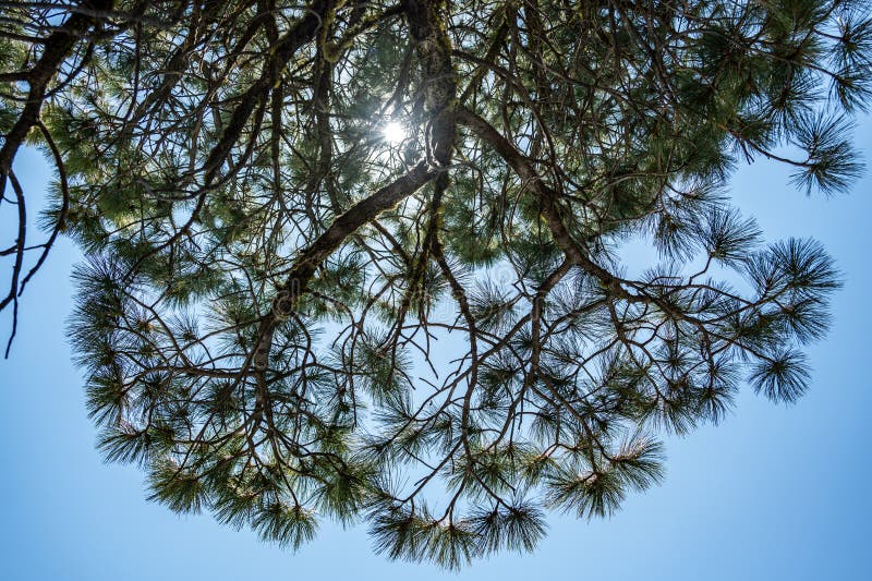 Sun Peaking through the High Branches of an Evergreen Pine Tree with a ...