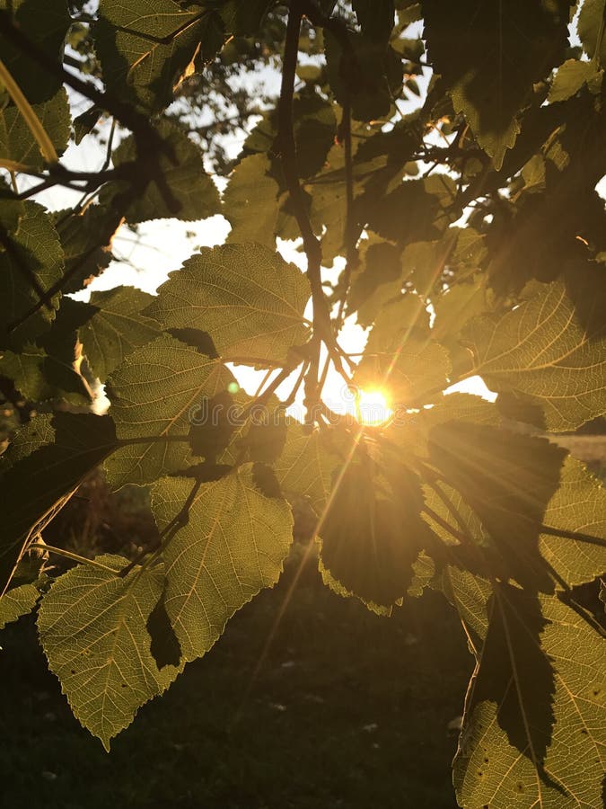 Quiet Breezy Night Stock Photos - Free & Royalty-Free Stock Photos from ...