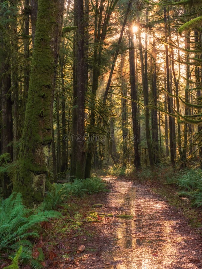 Sun Peaking through the Trees Along a Forest Path Stock Image - Image ...