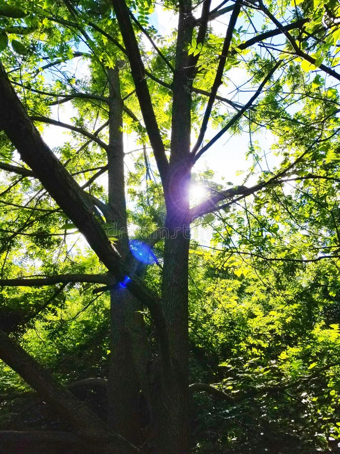 Sun peeking through trees stock image. Image of landscape - 184809017