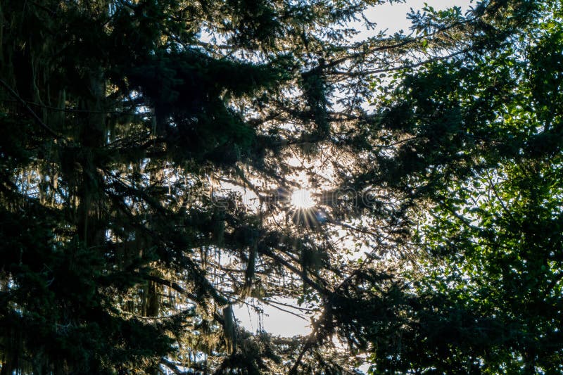 Sun Peeking through Tree Branch Cover Stock Image - Image of green ...