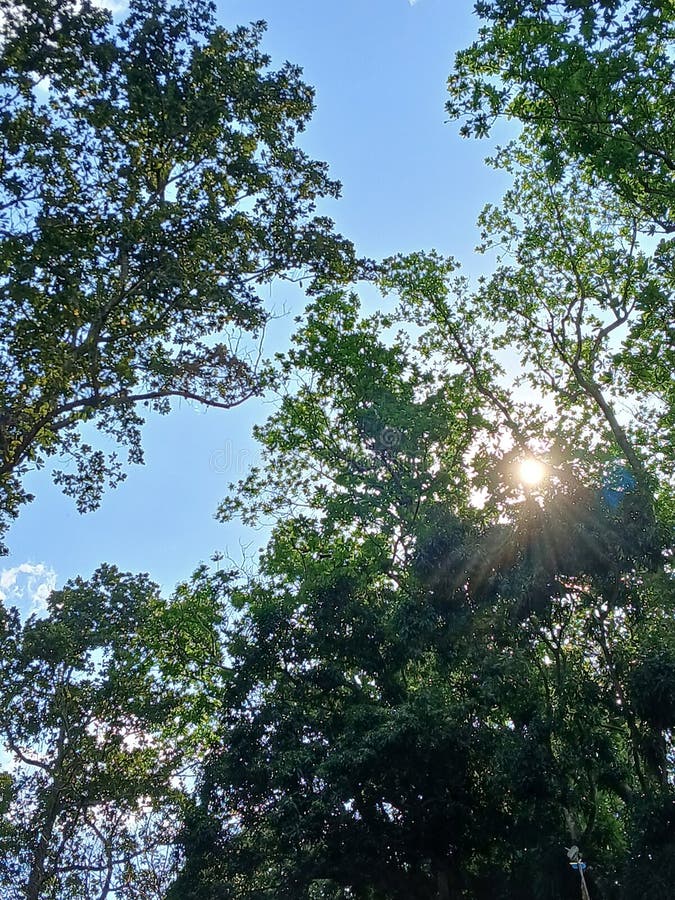 Sun Peeking through Tree Branches Stock Photo - Image of blue, branches ...