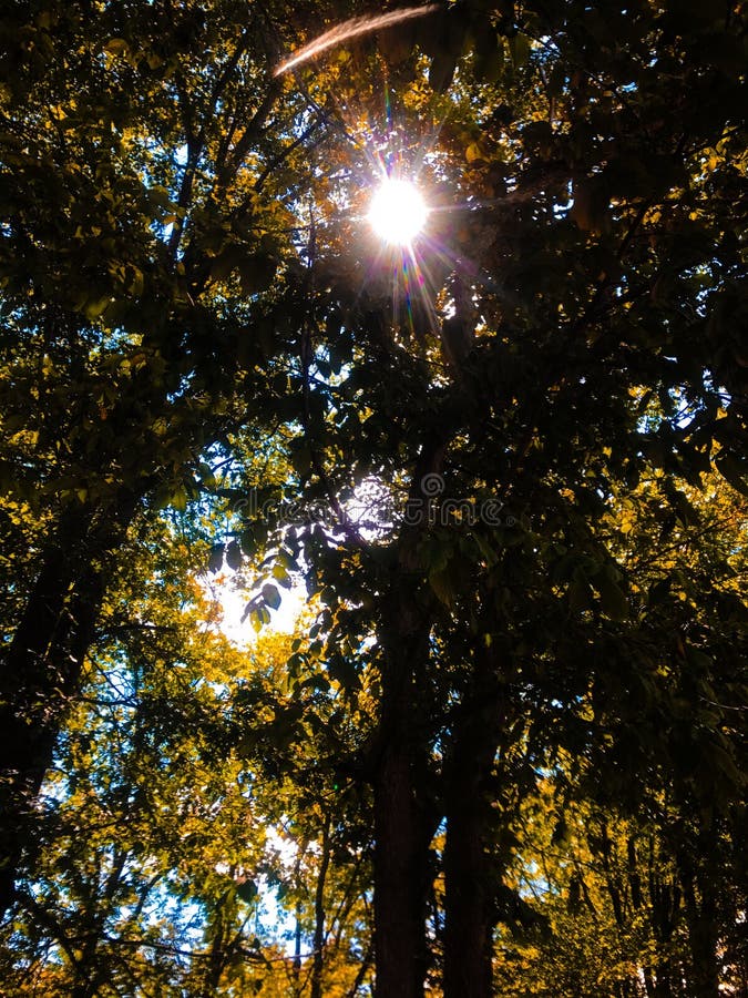 Sun peeking through trees stock photo. Image of park - 192845528