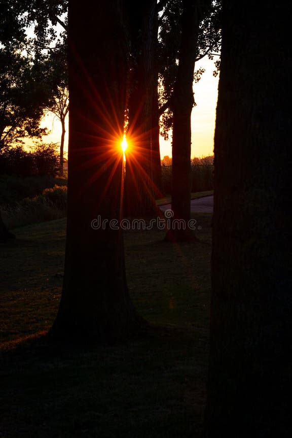 Sun star between the trees stock photo. Image of sunlight - 253438196