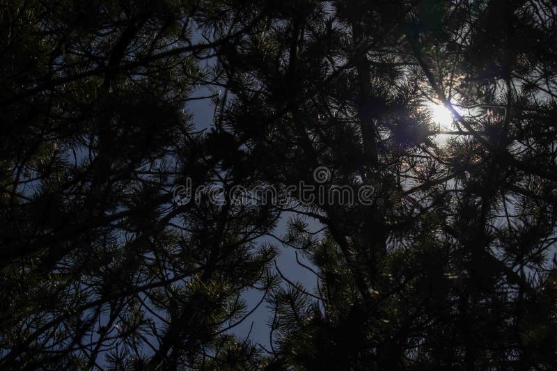 Sun Peering through Pine Trees with Glow Stock Photo - Image of canopy ...