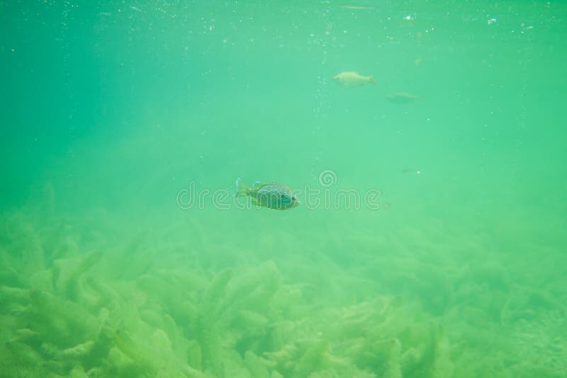 Sun Perch Under Water with Some Lake Grass, Beautiful Fish Under Water ...