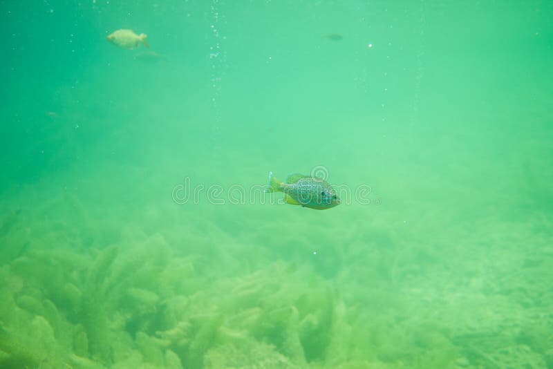 Sun Perch Under Water with Some Lake Grass, Beautiful Fish Under Water ...