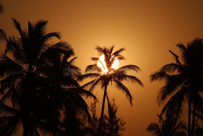 The big orange Coconut stock photo. Image of orange - 136415614