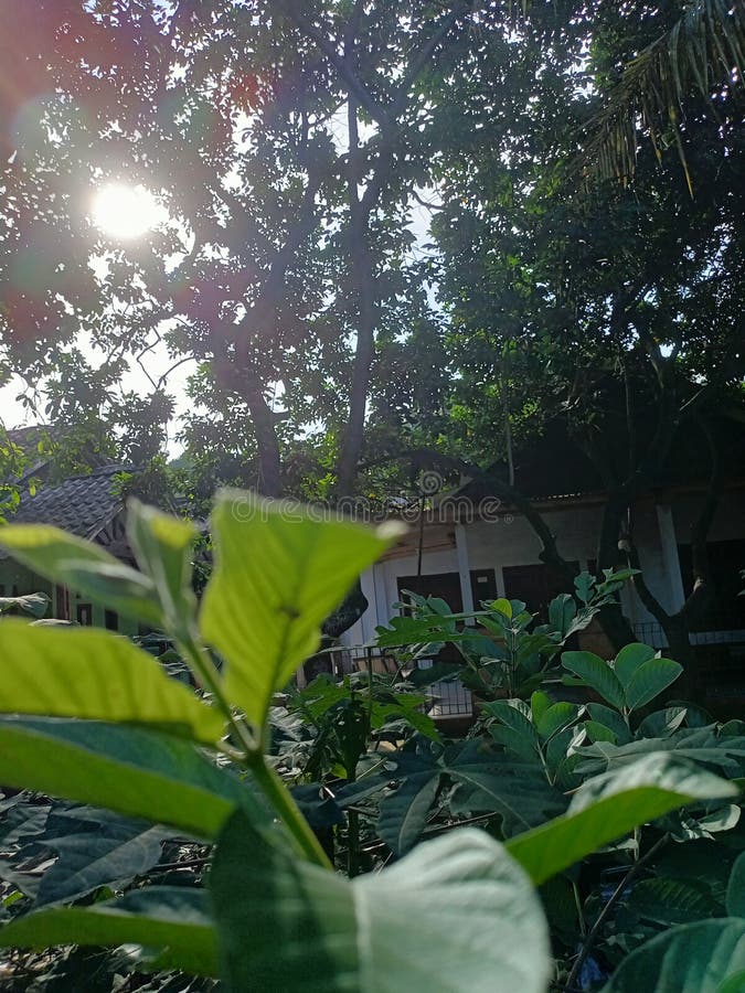 Sun Photo of Green Leaves and Fresh Herbs Stock Image - Image of ...