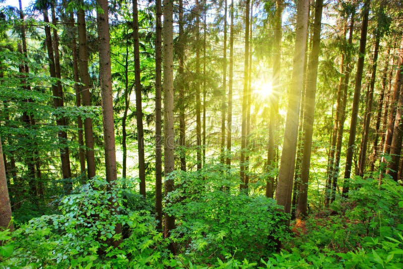 Sun in the pine forest. stock photo. Image of pines, floor - 94119948