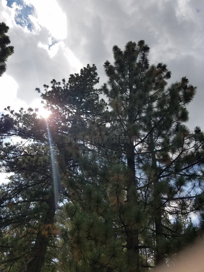 Sun pine trees stock image. Image of green, trees, afternoon - 100606901
