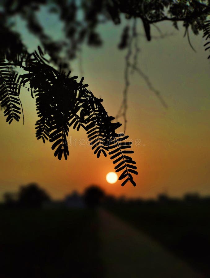 Sun Plus Tree View Feel the View of Sun Stock Image - Image of plant ...