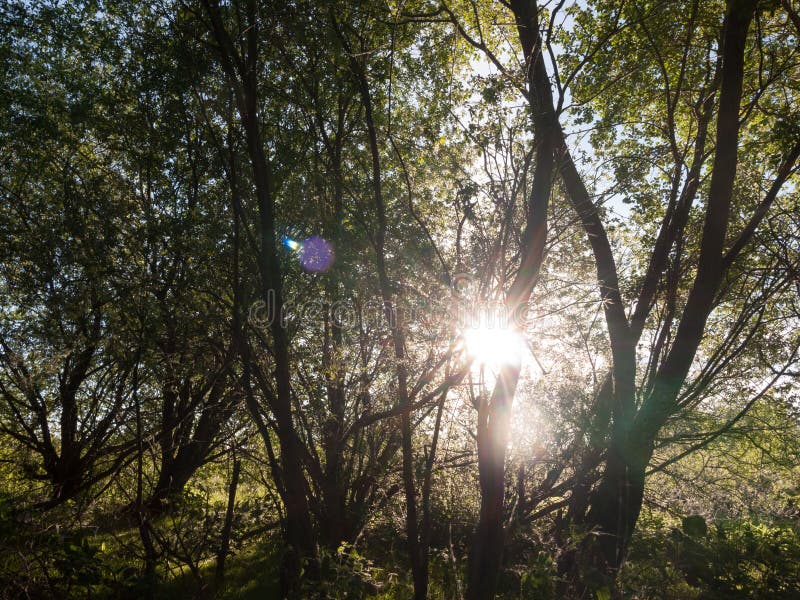 Sun Poking through Trees Inside a Forest Stunning and Lush Creating a ...