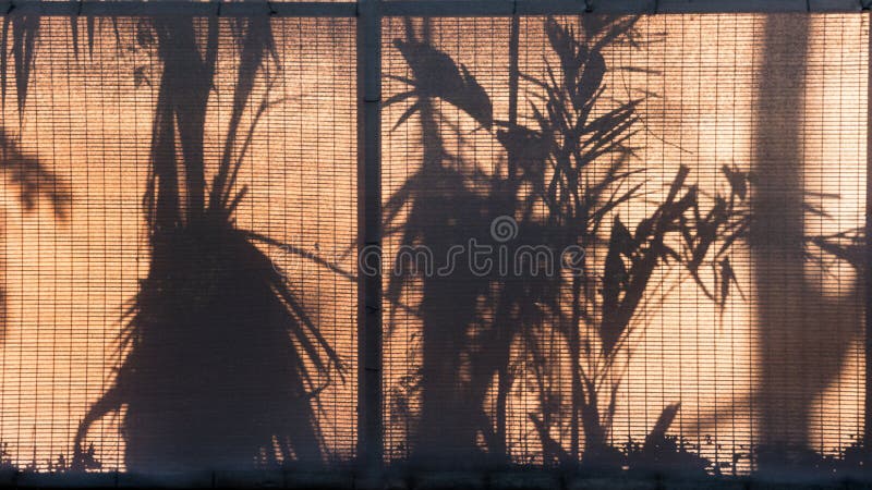 Sun Projecting Jungle Like Shadows Onto a Canvas Stock Image - Image of ... Sun Projecting Jungle Like Shadows Onto a Canvas Stock Image - Image of ...