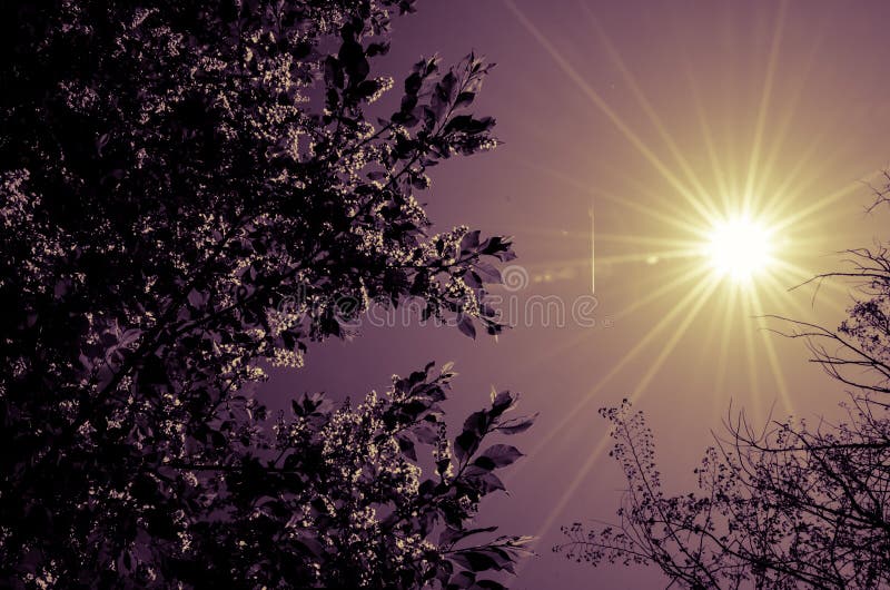 Sun in purple sky stock image. Image of spring, dark - 85427103
