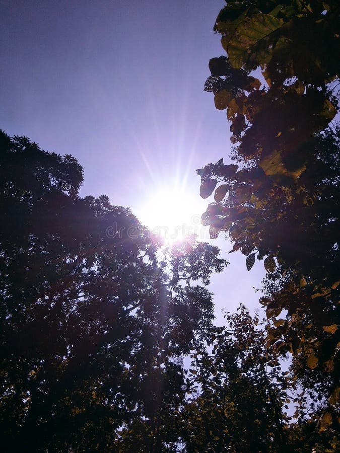Sun Raise between To Tree Dispersed Light Stock Photo - Image of tree ...