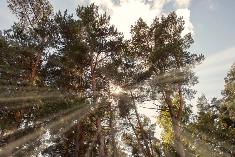 Sun ray beam stock photo. Image of season, foliage, natural - 112071912