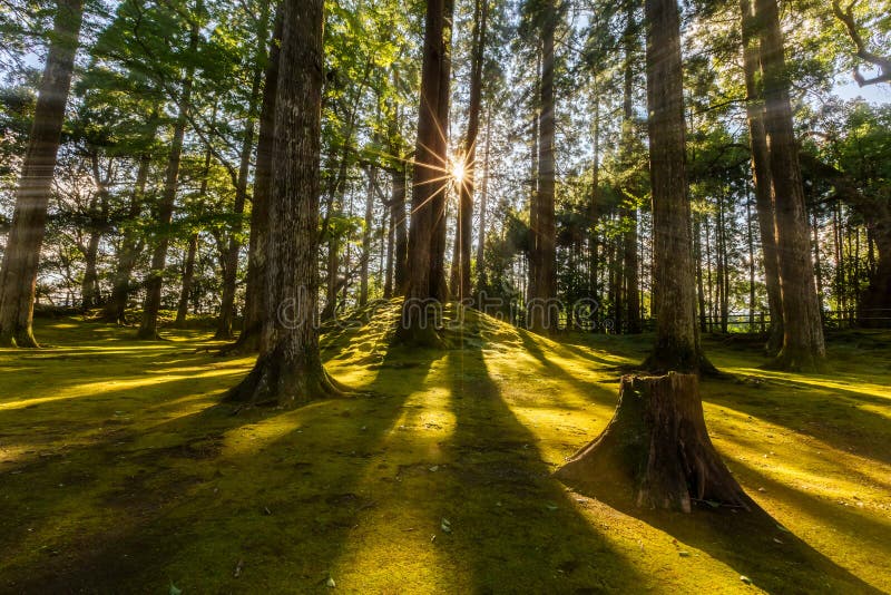 Sun Ray Coming through Pine Forest in Obi, Kyushu, Japan Stock Image ...