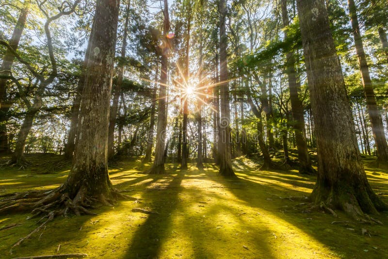 Sun Ray Coming through Pine Forest in Obi, Kyushu, Japan Stock Image ...