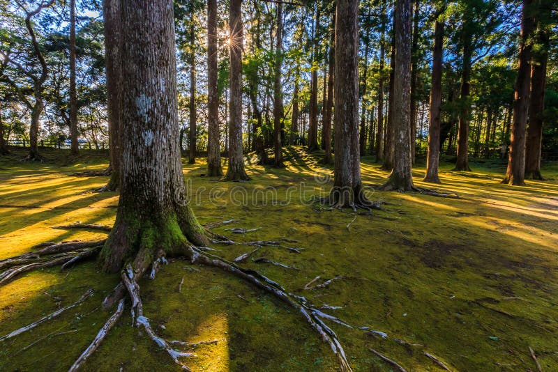 Sun Ray Coming through Pine Forest in Obi, Kyushu, Japan Stock Image ...