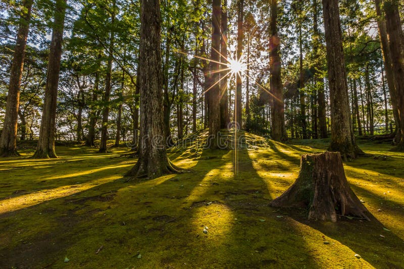 Sun Ray Coming through Pine Forest in Obi, Kyushu, Japan Stock Image ...