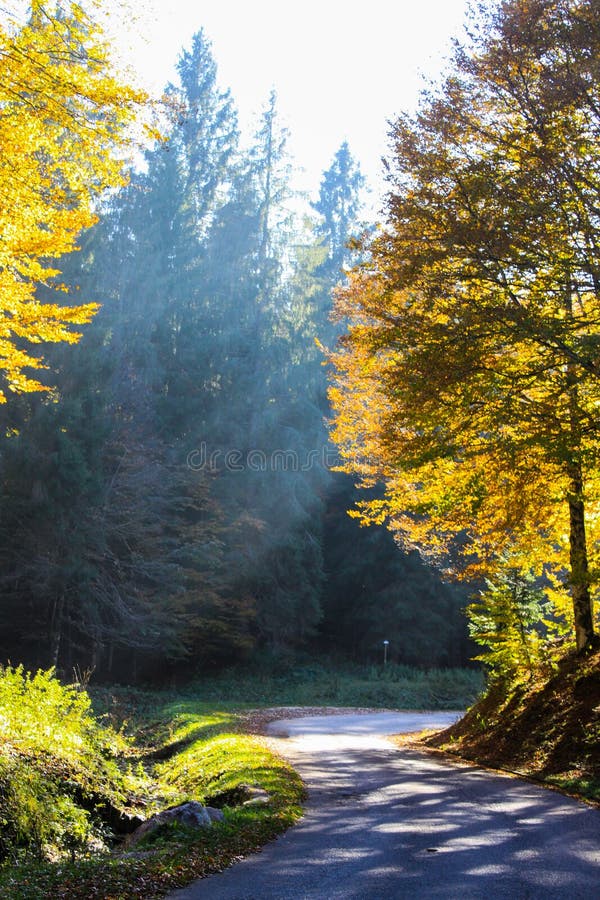 Sun ray in the forest stock image. Image of grass, rays - 47651407