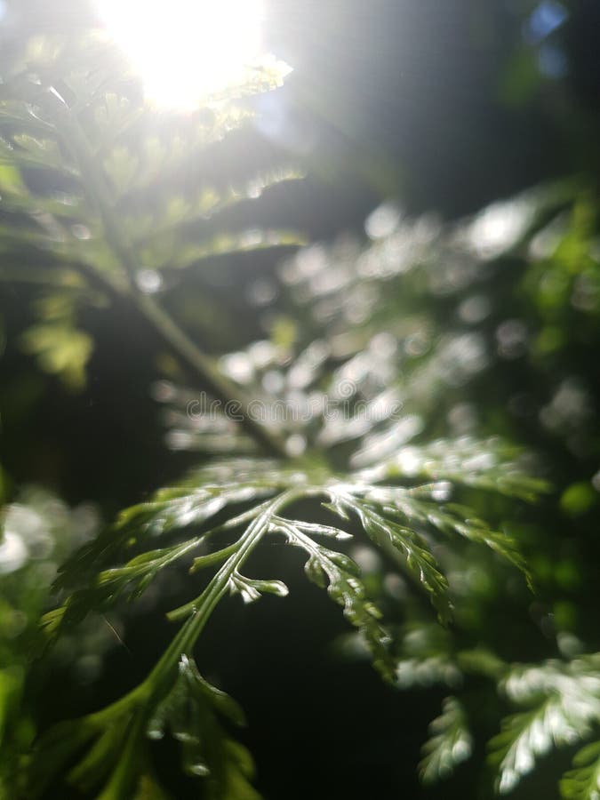 Sun ray on leaf stock image. Image of plant, leaf, glistening - 248762881