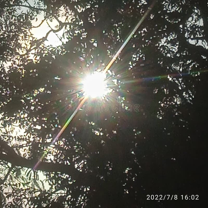 The Sun Ray with the Tree in Aftrnoon Stock Photo - Image of aftrnoon ...