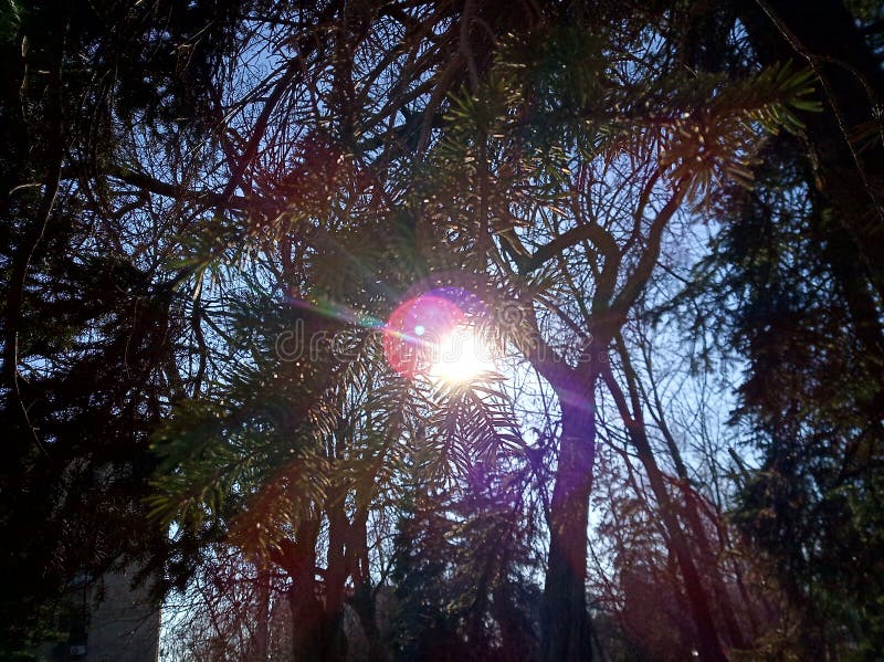 Sun Ray through Tree Branches on Sunny Weather Day Stock Photo - Image ...