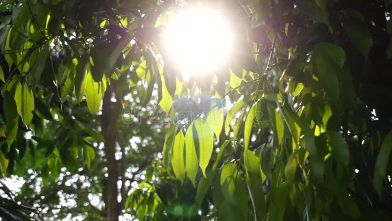 Sun Ray and Tree Canopy, Nature Stock Video - Video of freshness ...