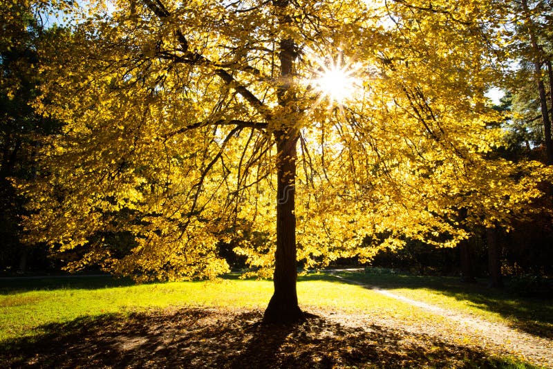 Sun with Ray through Tree with Yellow Leaves in Park Stock Photo ...