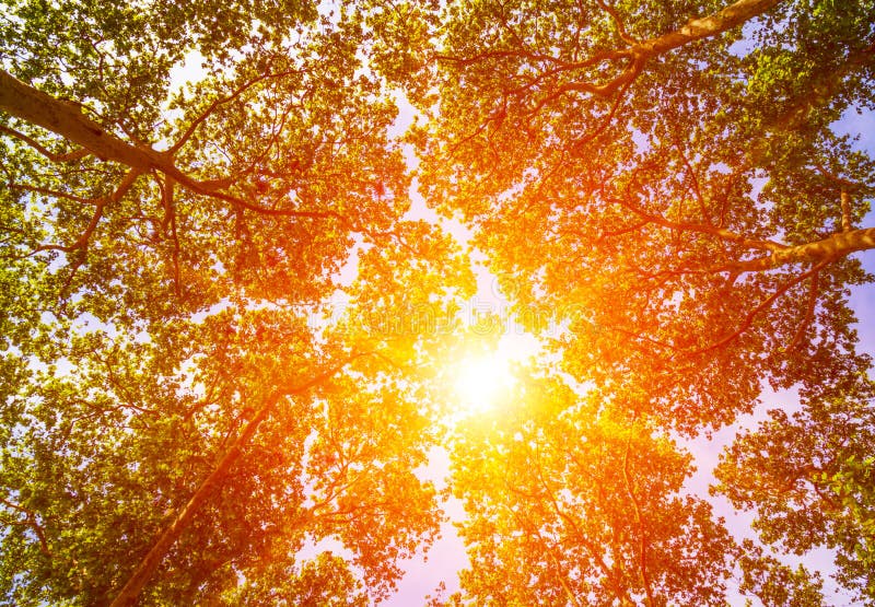 Sun Trees Forrest Stock Illustrations – 291 Sun Trees Forrest Stock ...