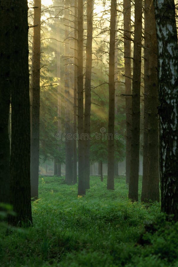 Sun rays in the forest. stock image. Image of beautiful - 7064083