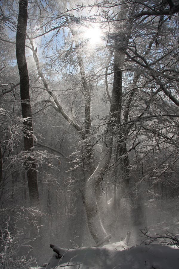 Sun Rays Against Winter Forest Stock Photo - Image of heavy, nature ...