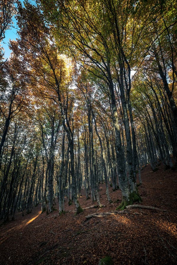 Forest Wide Angle Lens View Stock Image - Image of natural, outdoor ...