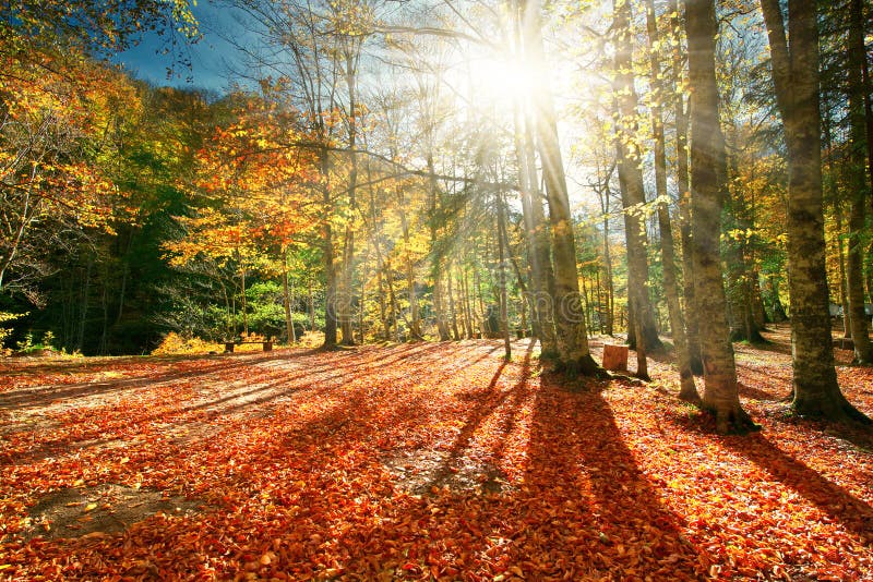Rising Sun in Forest and Meadow Stock Image - Image of calm, foliage ...