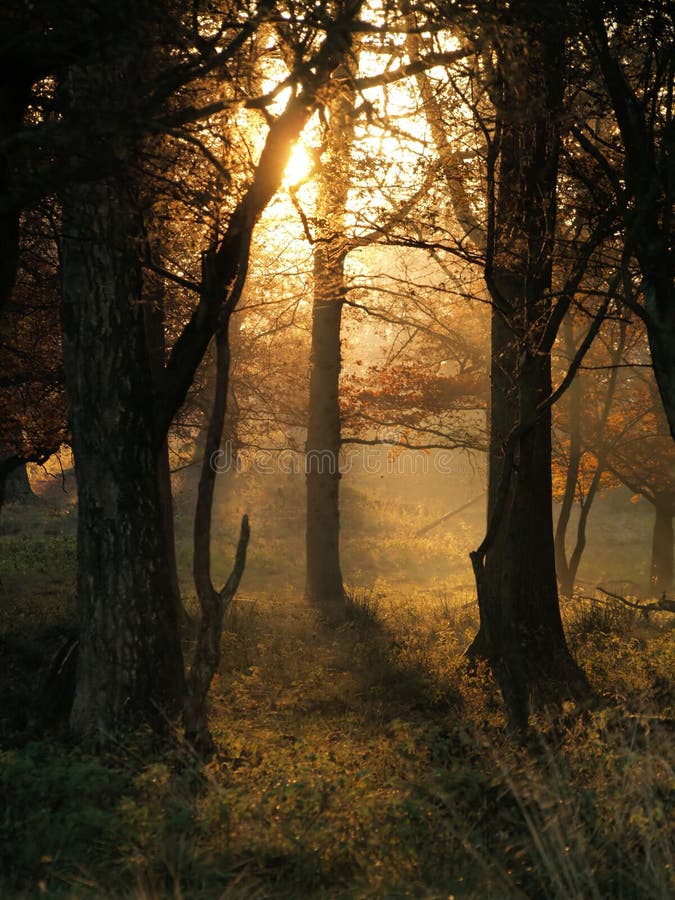 Morning Sun Light stock photo. Image of autumn, landscape - 3336856