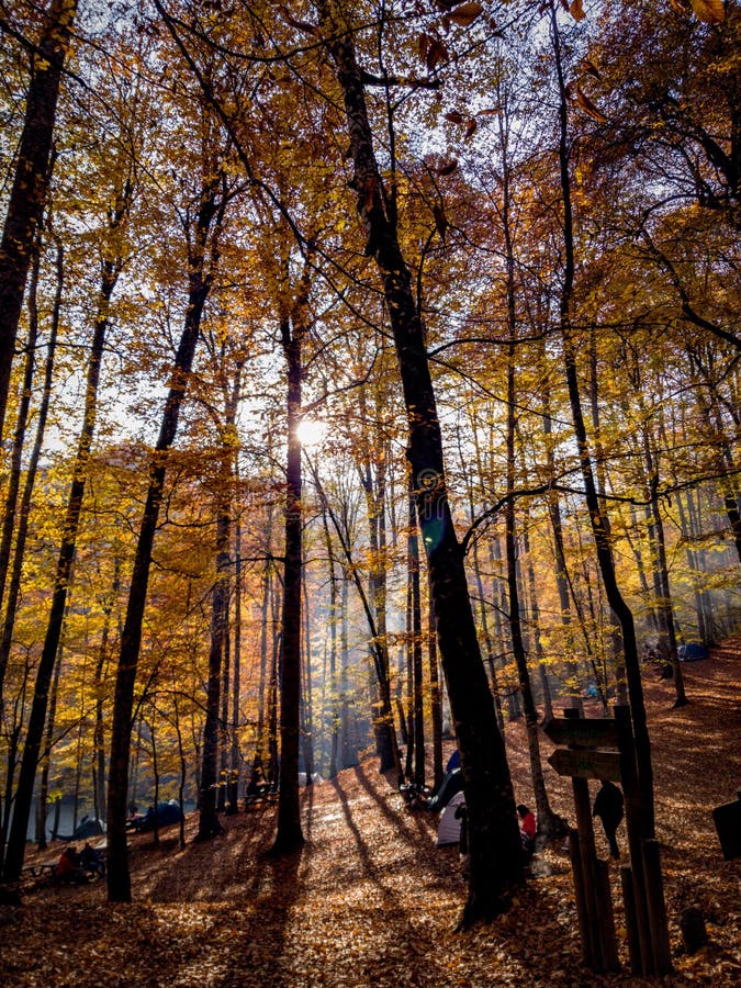 Sun Rays by the Autumn Trees in the Forest Stock Image - Image of fall ...