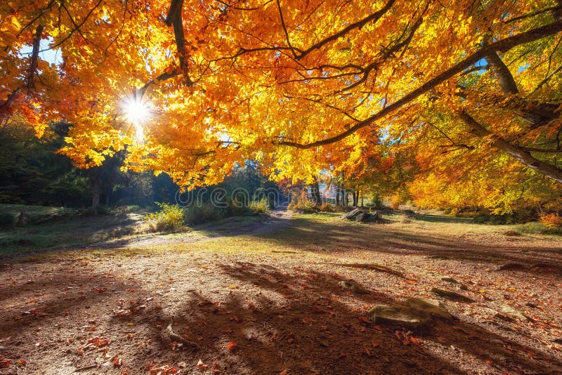 Sun Rays through Autumn Trees. Natural Autumn Landscape in the Forest ...