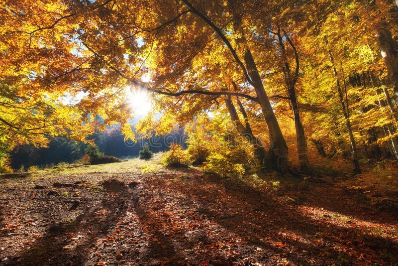 Sun Rays through Autumn Trees. Natural Autumn Landscape in the Forest ...