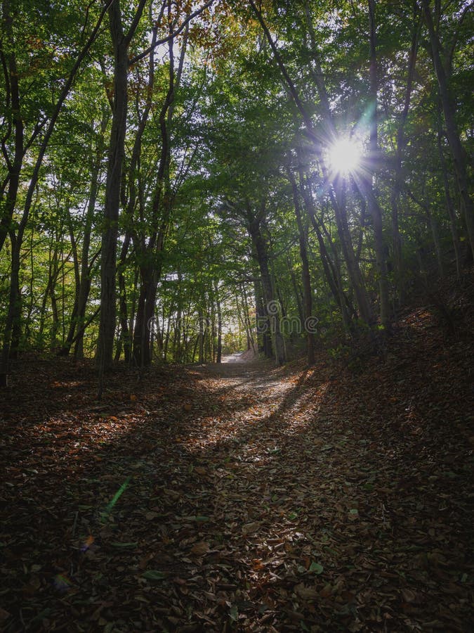 Sun Rays Beaming through the Trees in the Tranquil Forest in Autumn on ...