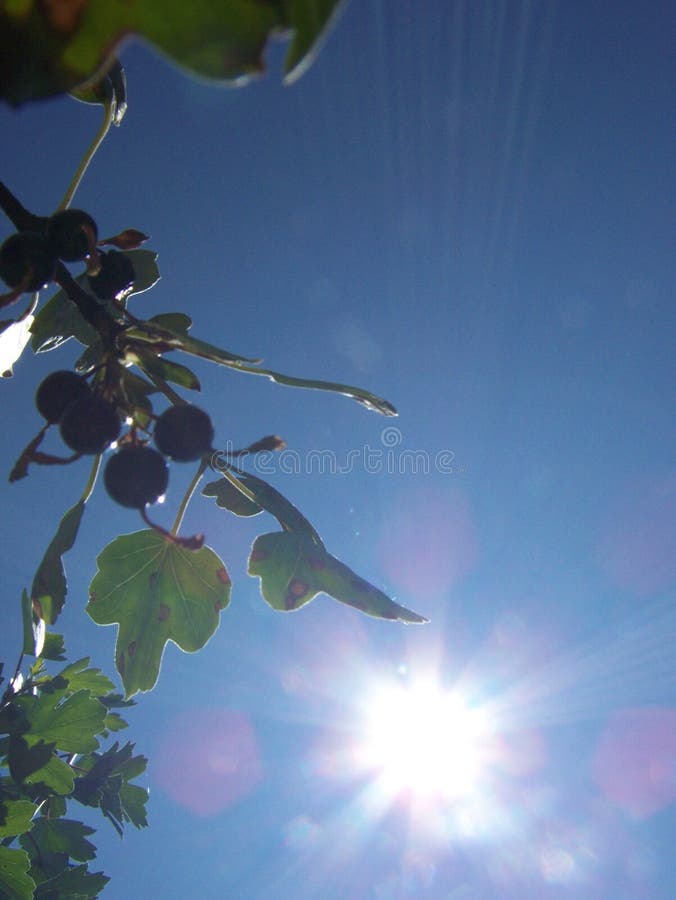 Sun Rays with Black Current Branches Aside of Stock Image - Image of ...
